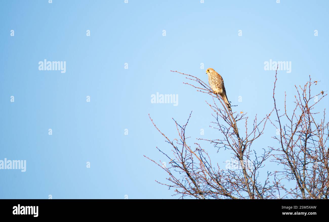 Common kestrel sitting on a tree, Falco tinnunculus wildlife, raptor ...