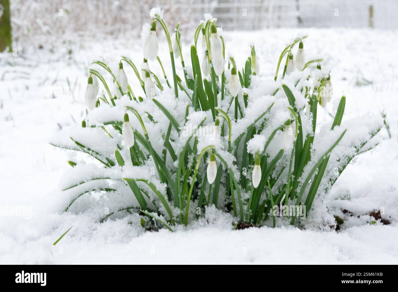 Change of weather: Snowdrops in snow Stock Photo - Alamy