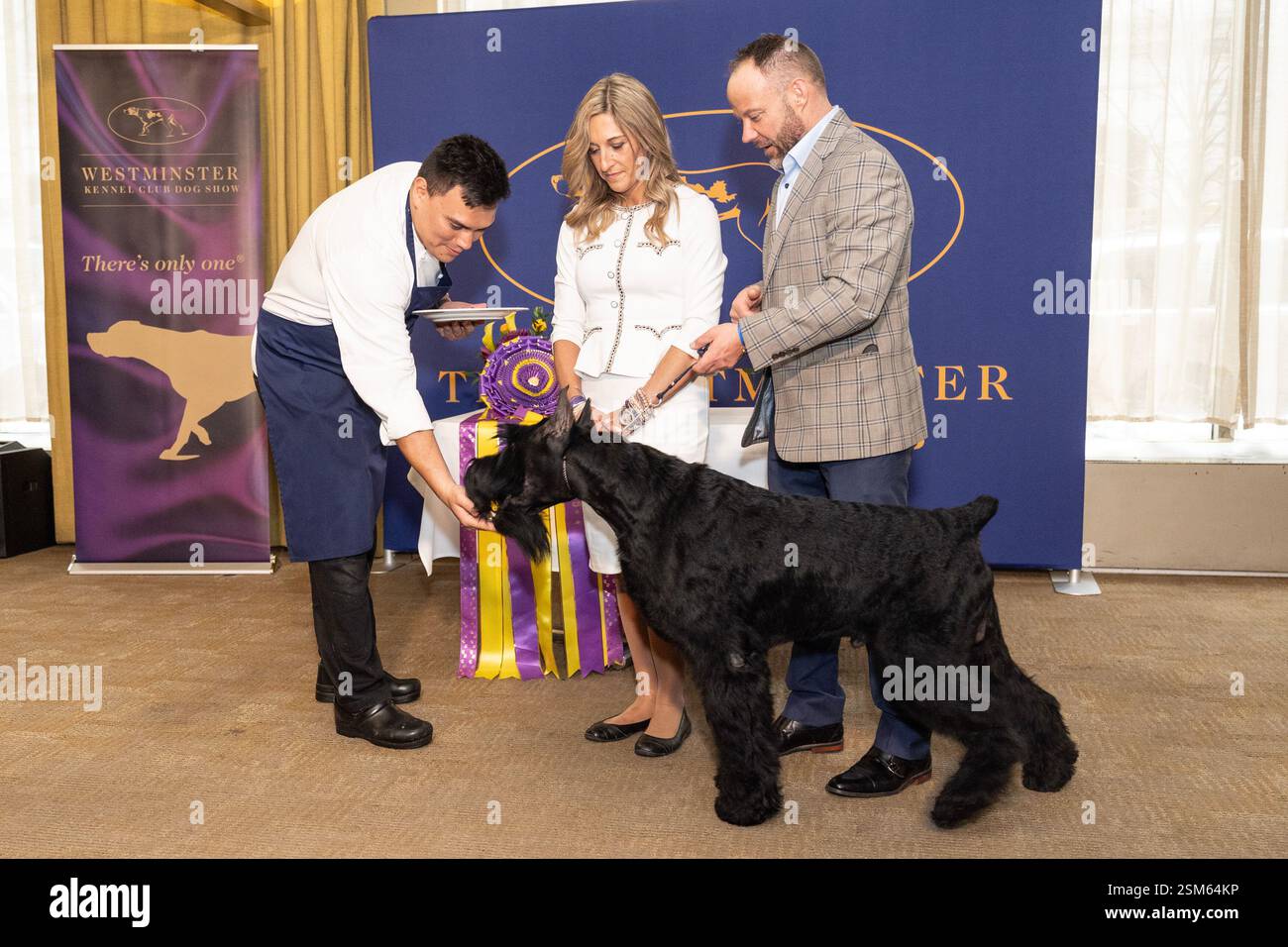 New York, NY, February 12, 2025: Monty, the Giant Schnauzer dog winner ...