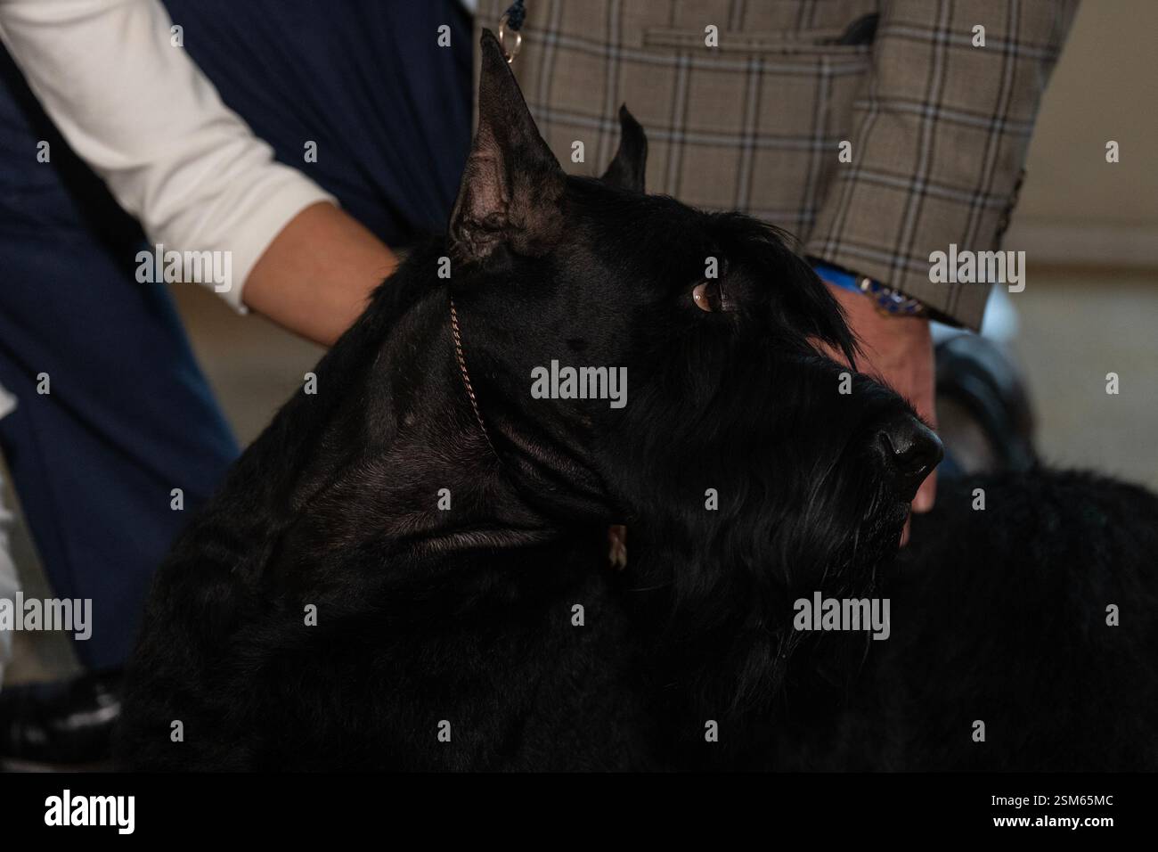 New York, NY, February 12, 2025: Monty, the Giant Schnauzer dog winner ...