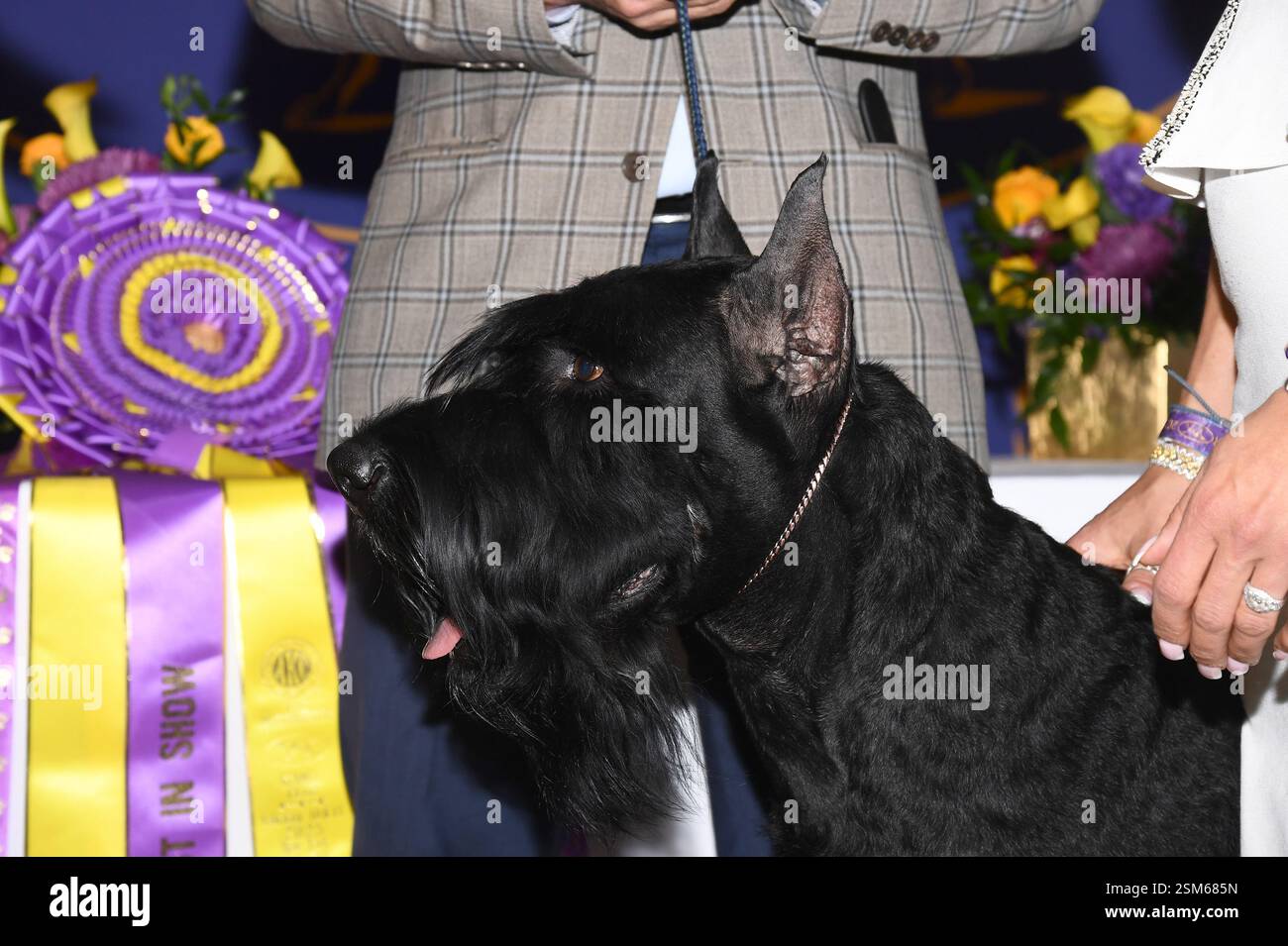 New York, USA. 12th Feb, 2025. Monty, a giant schnauzer & winner of ...