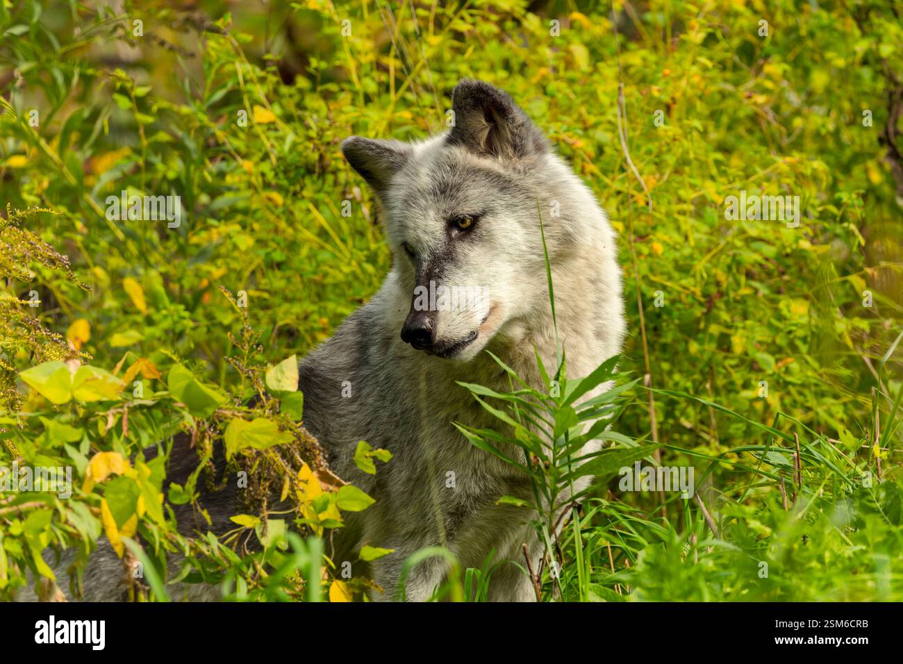 Grey wolf (Canis lupus) also known in north america as Timber wolf ...