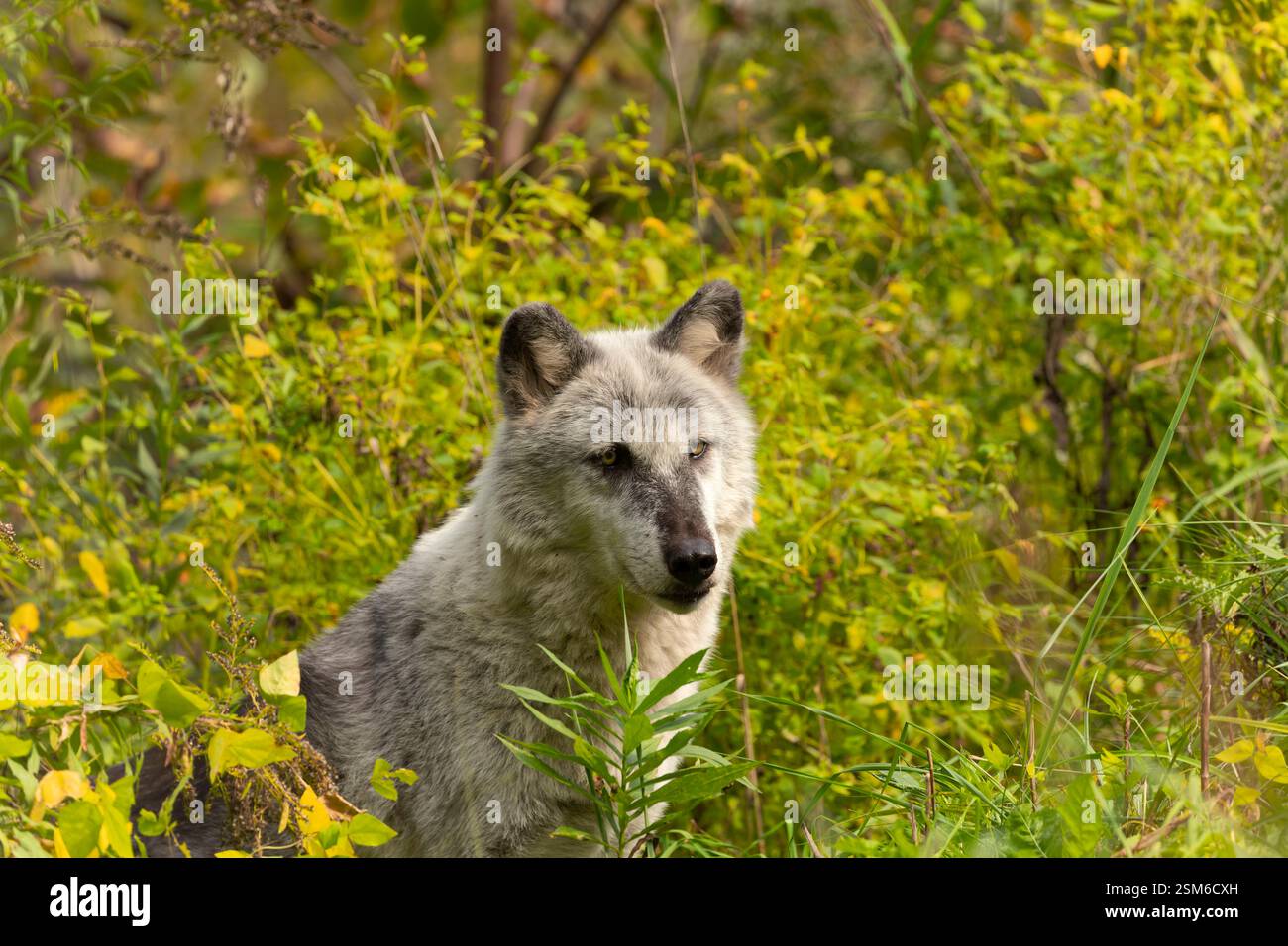 Grey wolf (Canis lupus) also known in north america as Timber wolf ...
