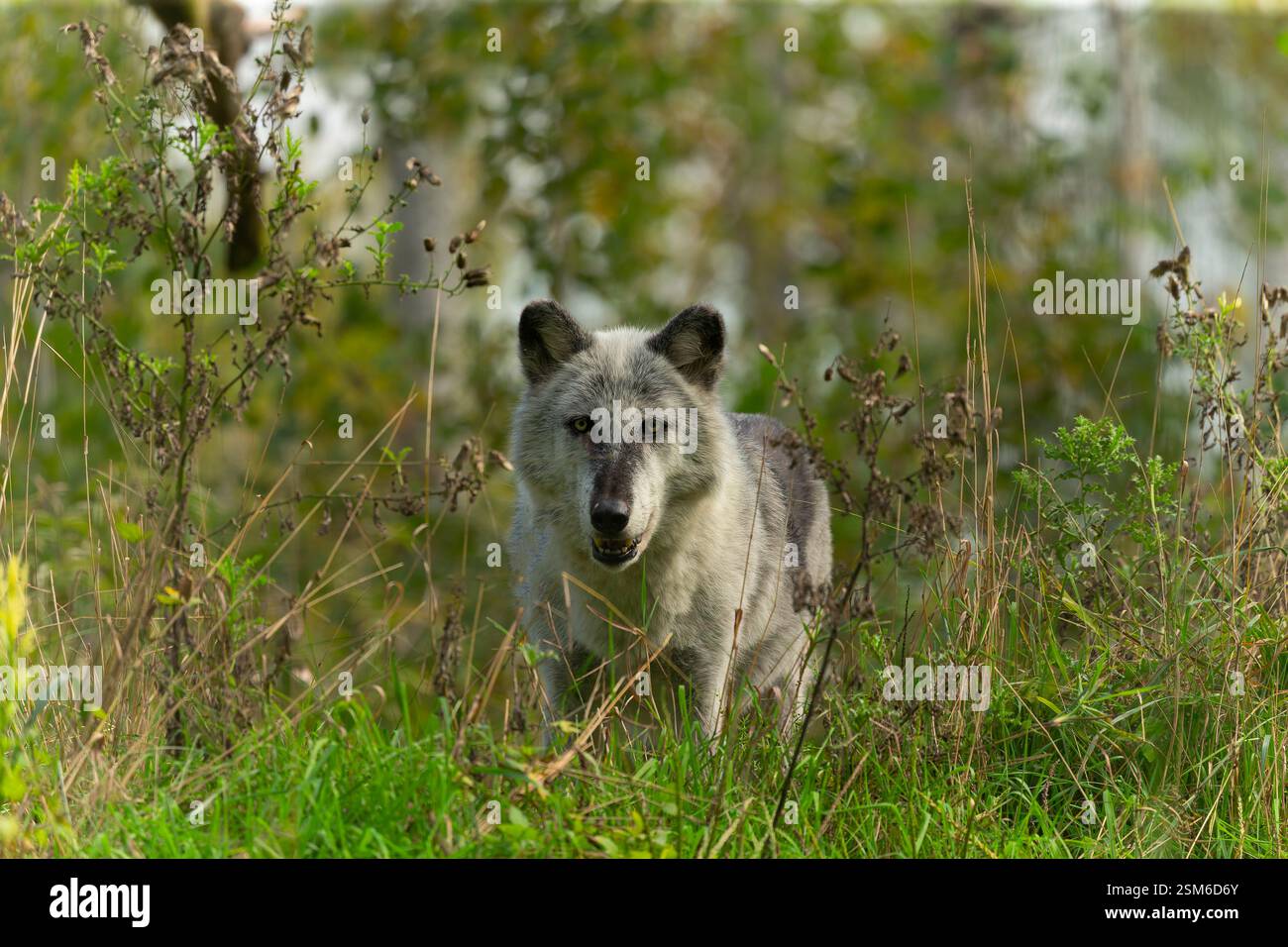 Grey wolf (Canis lupus) also known in north america as Timber wolf ...