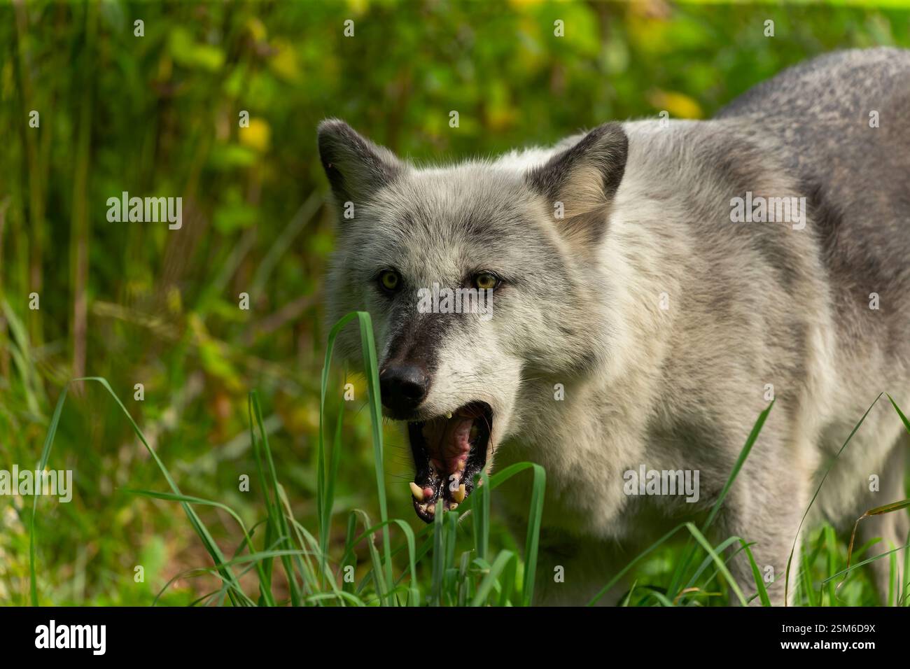 Grey wolf (Canis lupus) also known in north america as Timber wolf ...