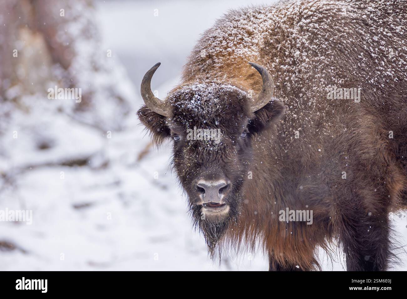 Wisent im Winter Stock Photo - Alamy