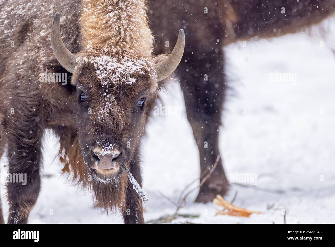 Wisent im Winter Stock Photo - Alamy
