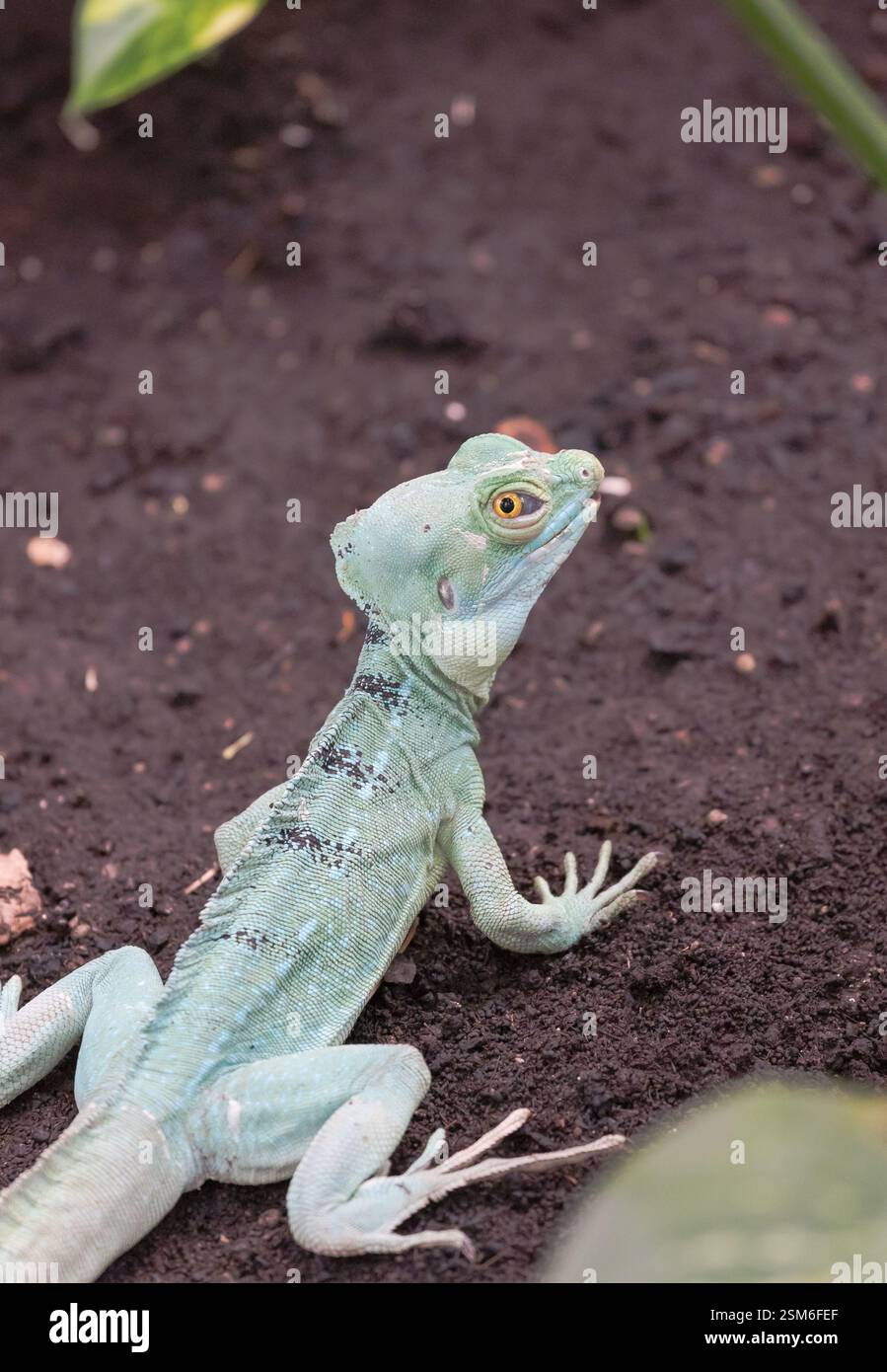 A vibrant green lizard resting on dark soil among lush tropical plants ...