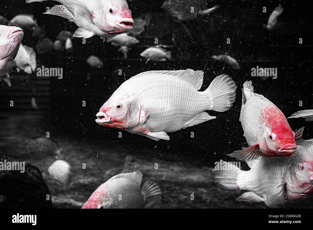 "Striking underwater beauty: A mesmerizing school of tilapia captured in dramatic black and ...