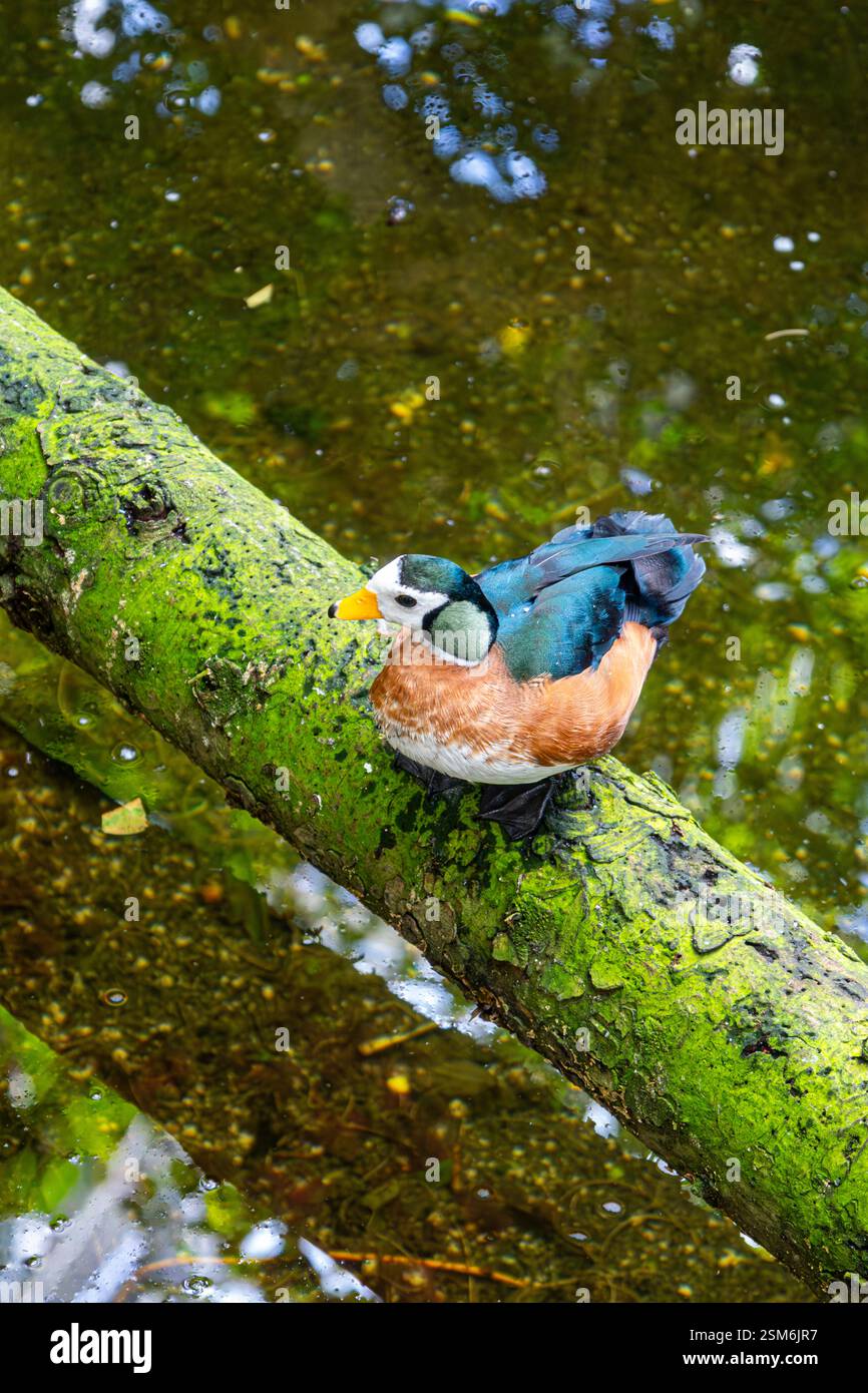 A beautifully colored exotic bird perches on a moss-covered log above a ...