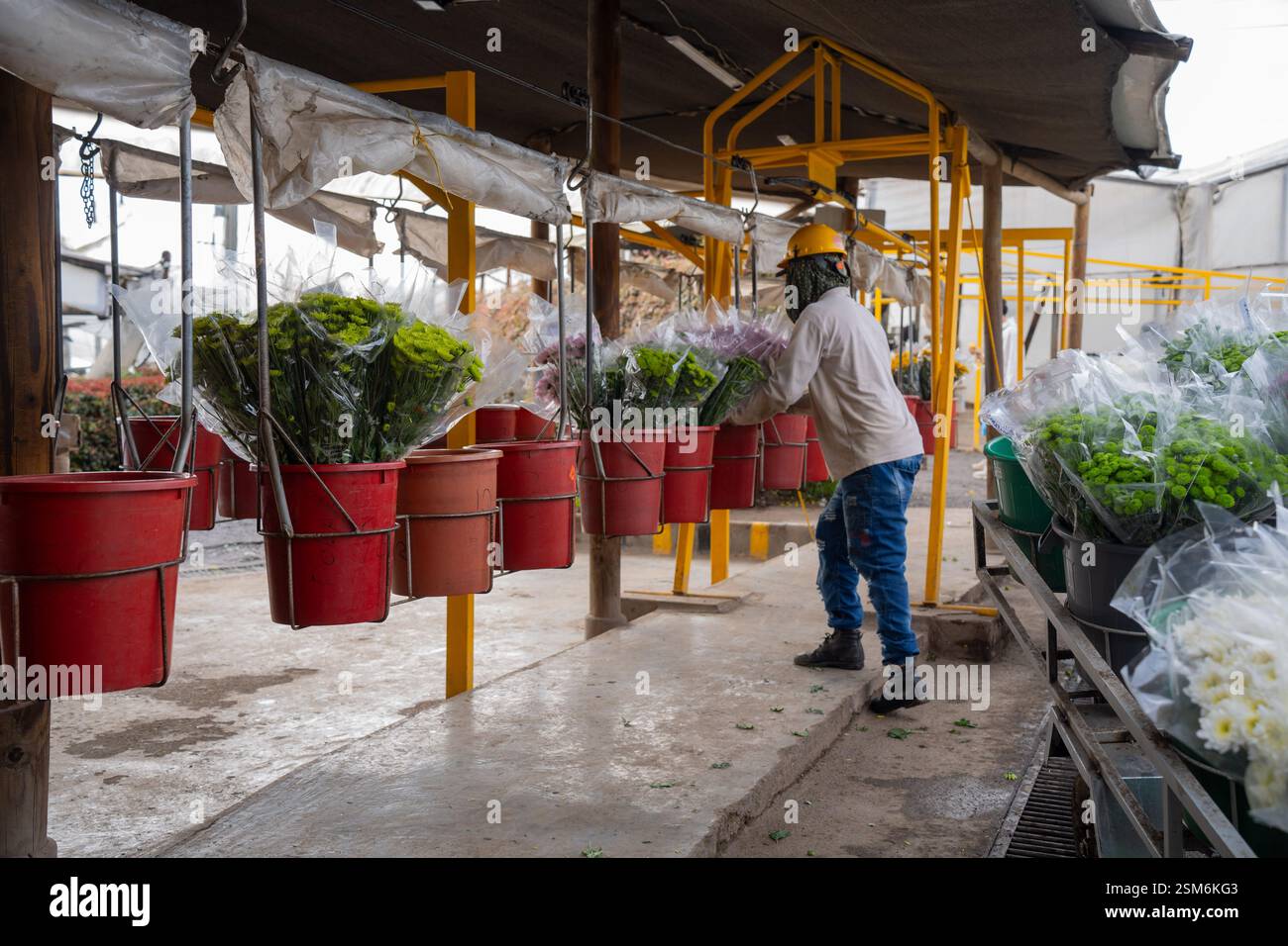 Antioquia, Colombia. 12th Feb, 2025. Flower cultivation at the ...