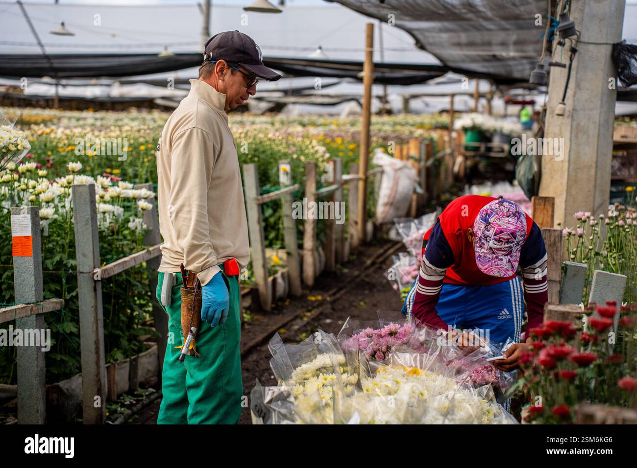 Antioquia, Colombia. 12th Feb, 2025. Flower cultivation at the ...
