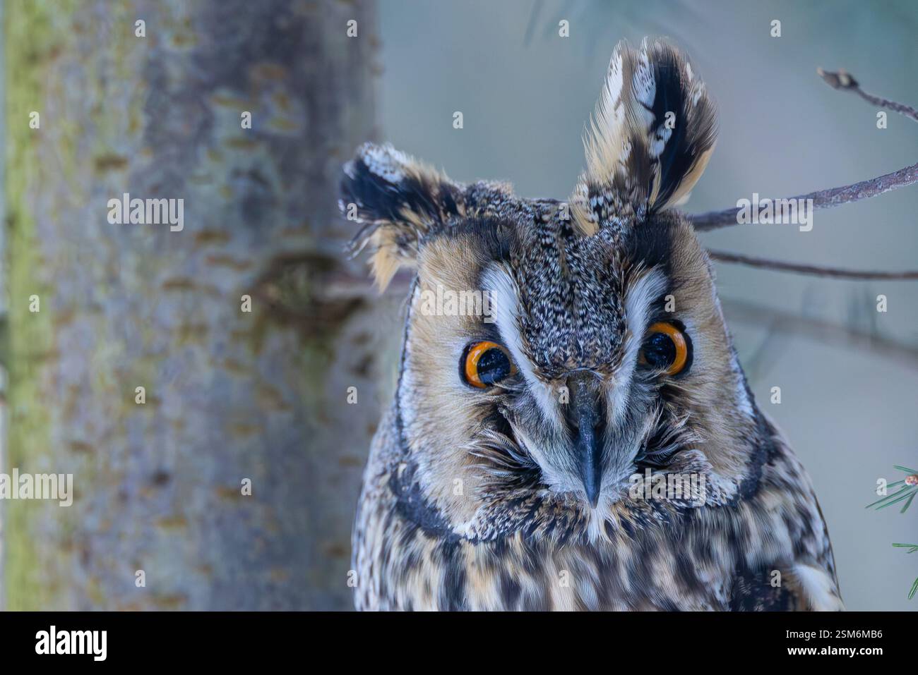 Eule feder hi-res stock photography and images - Alamy