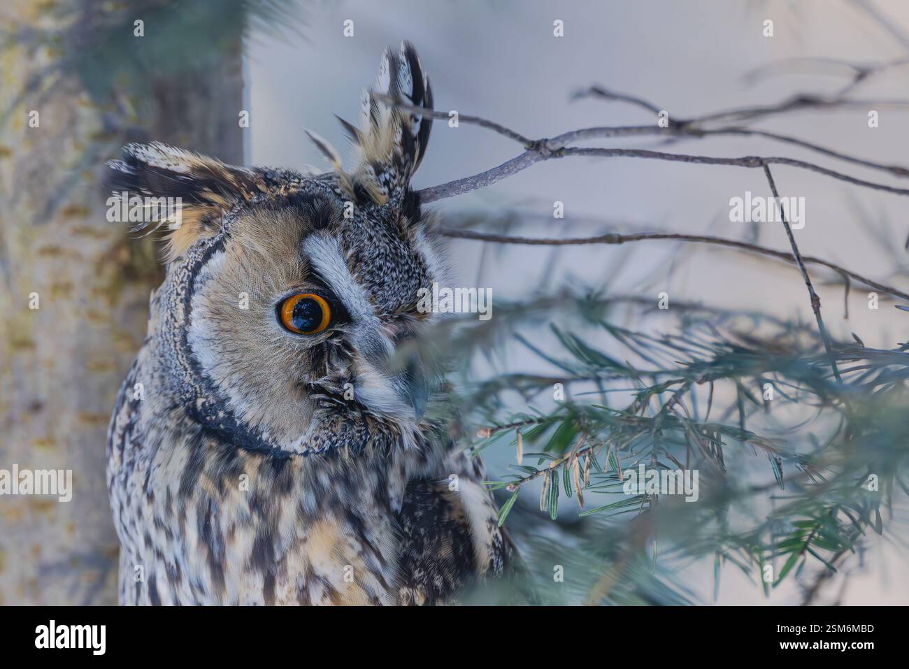 Eule feder hi-res stock photography and images - Alamy