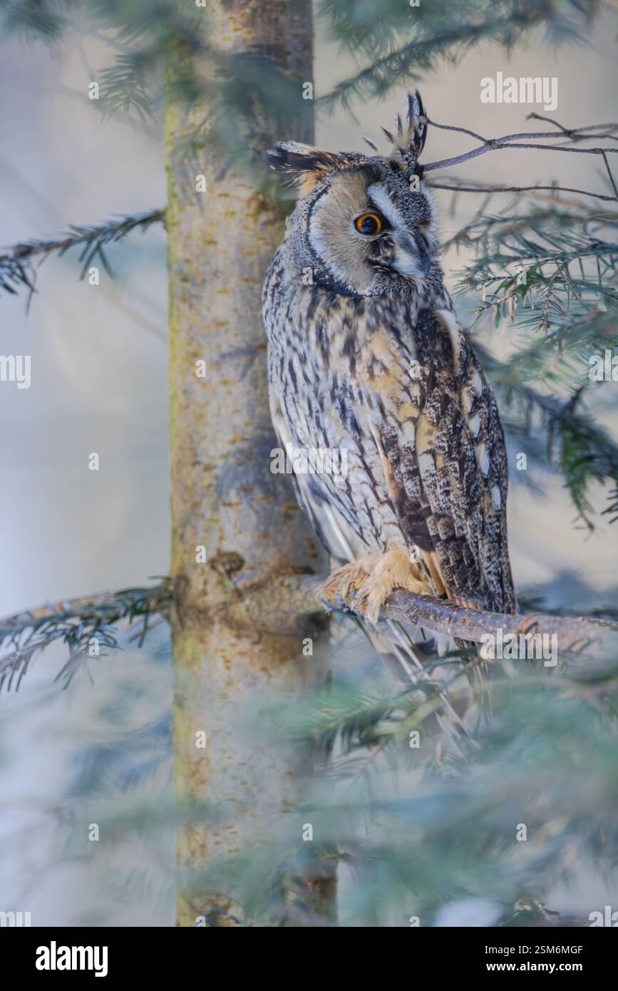 Tierwelt eule hi-res stock photography and images - Alamy