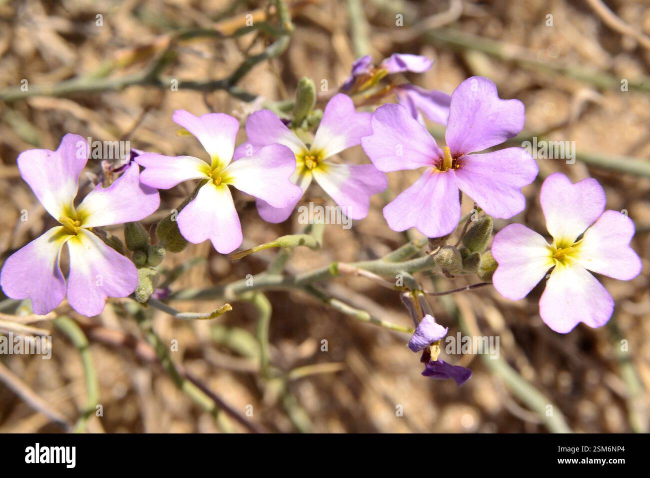 Flowers of Marcus-kochia littorea at Praia America Stock Photo - Alamy
