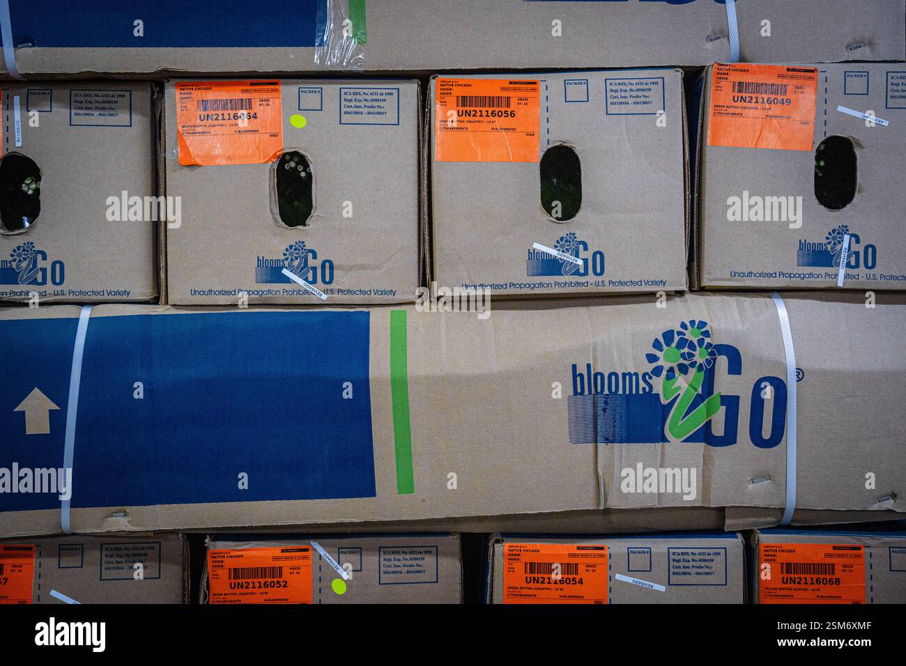 Antioquia, Colombia. 12th Feb, 2025. Packages of flowers are ready for ...