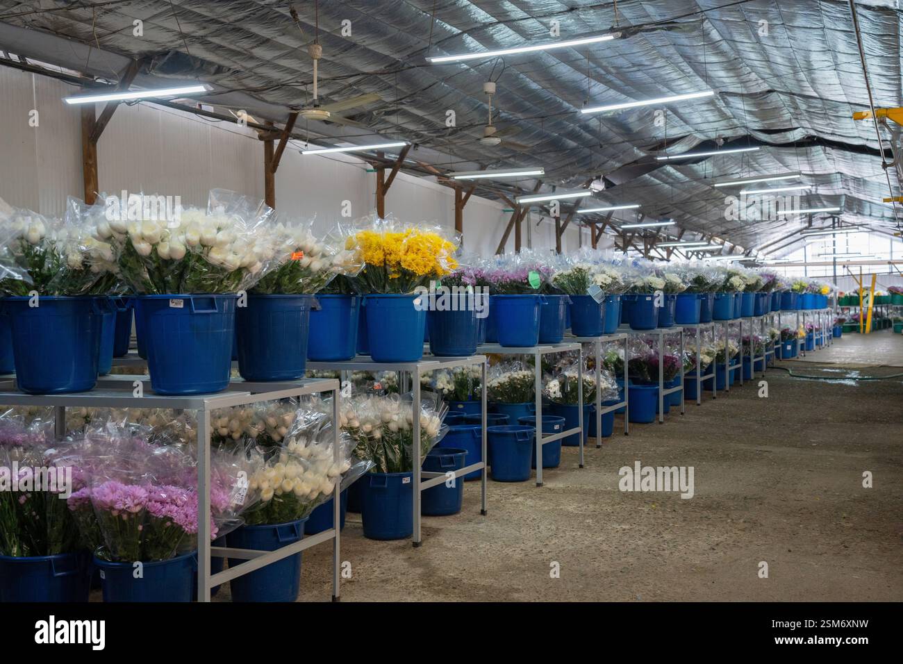 Antioquia, Colombia. 12th Feb, 2025. Flower cultivation at the ...