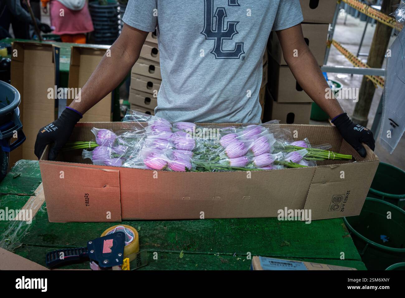 Antoiquia, Colombia. 12th Feb, 2025. A worker packs flowers for export ...