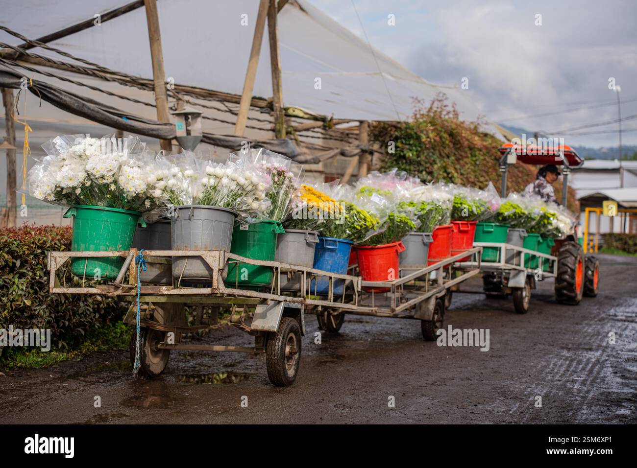 Antioquia, Colombia. 12th Feb, 2025. A worker transports the cut ...