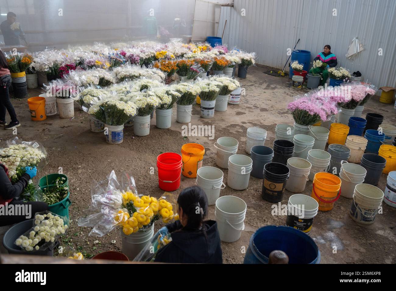 Antioquia, Colombia. 12th Feb, 2025. Flower cultivation at the ...