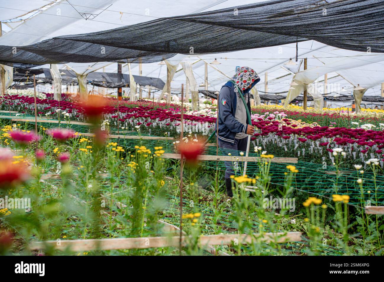 Antoiquia, Colombia. 12th Feb, 2025. Chrysanthemum flower cultivation ...