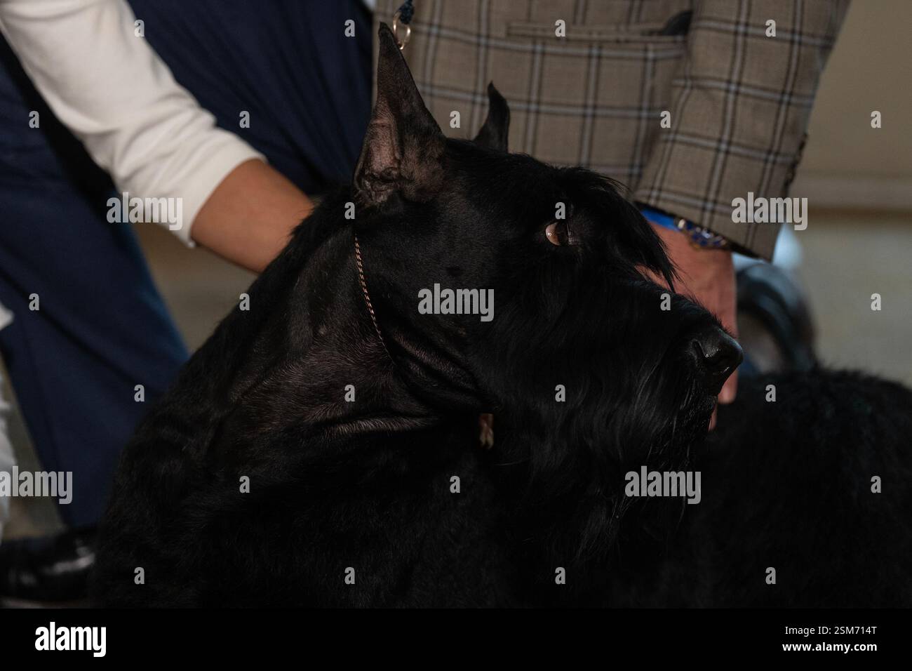 New York, USA. 12th Feb, 2025. Monty, the Giant Schnauzer dog winner of ...