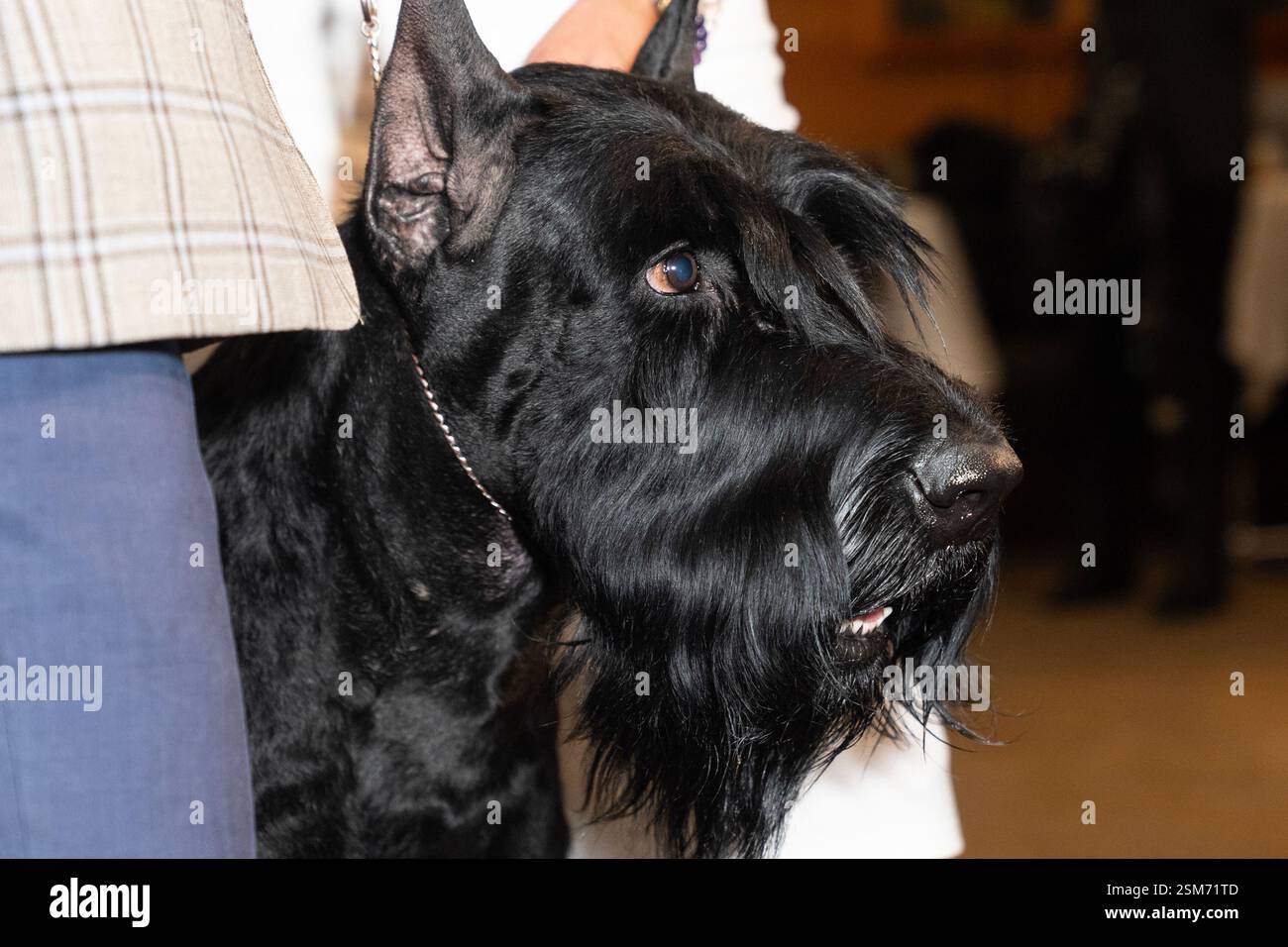 New York, USA. 12th Feb, 2025. Monty, the Giant Schnauzer dog winner of ...