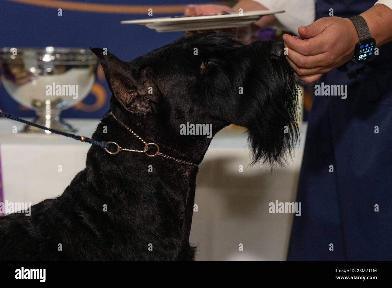 New York, USA. 12th Feb, 2025. Monty, the Giant Schnauzer dog winner of ...