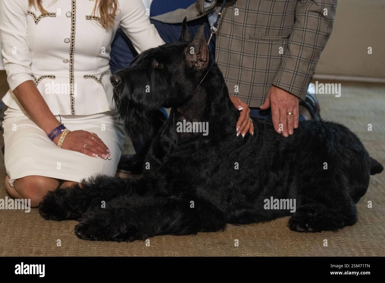 New York, USA. 12th Feb, 2025. Monty, the Giant Schnauzer dog winner of ...