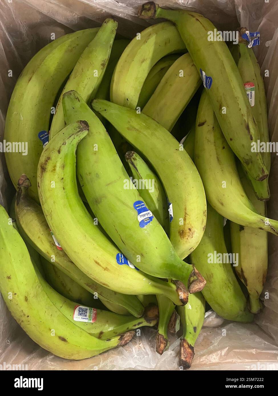 plantains, Selvatica, plantain PLU#4235, plantains Macho, plantain ...