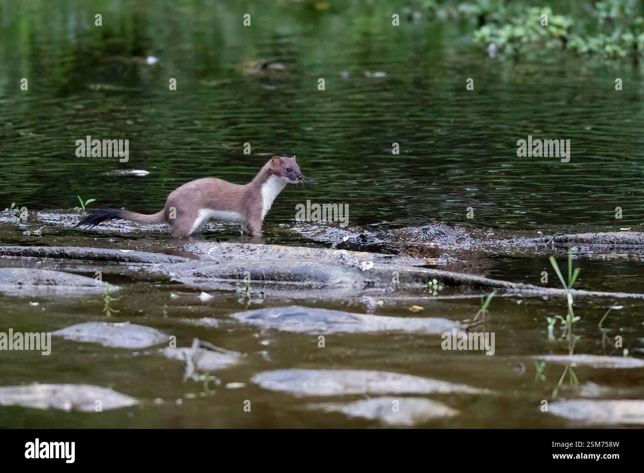 A stoat hunting at a watercress beds site in Herts Stock Photo - Alamy