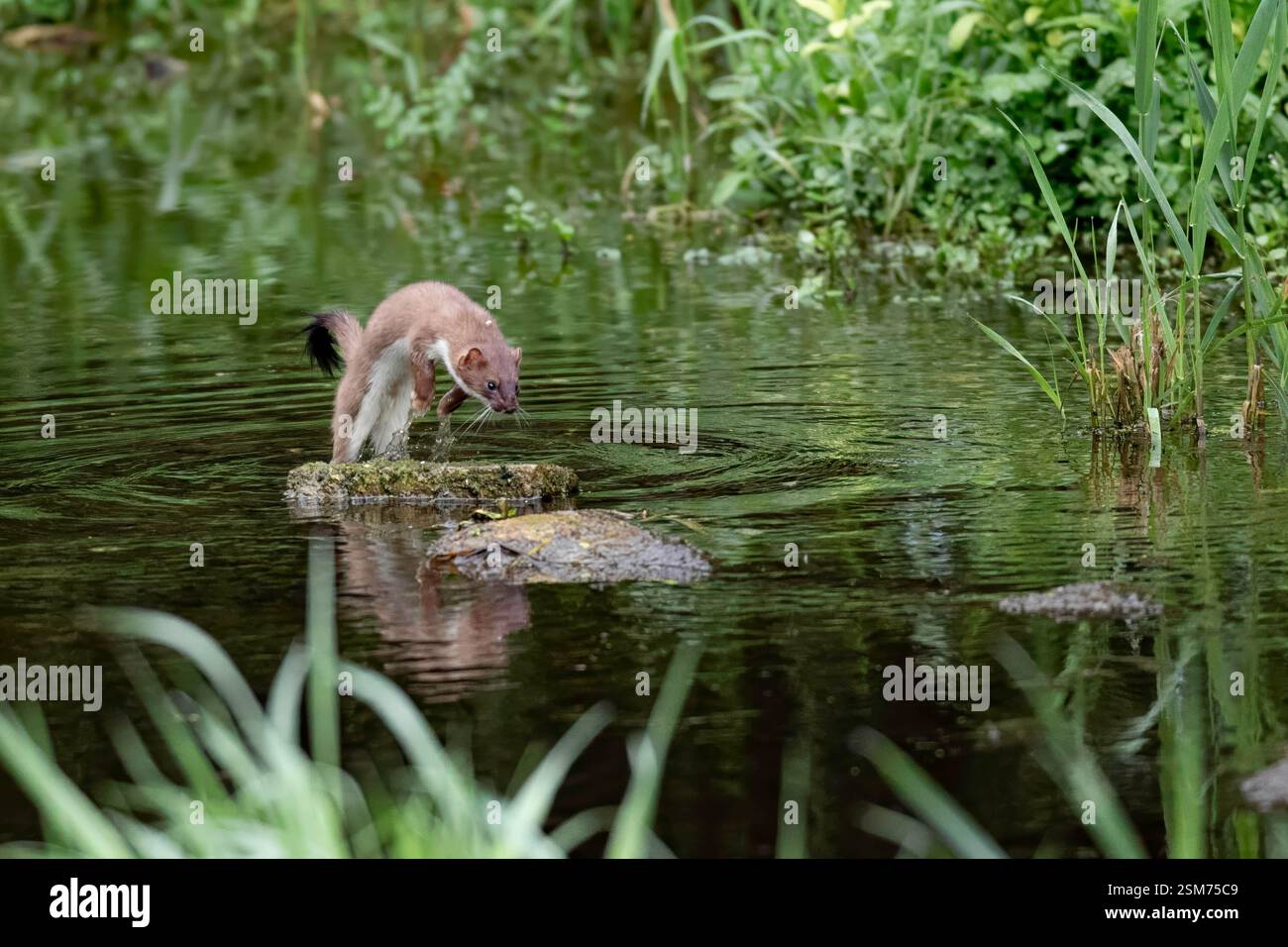 A stoat hunting at a watercress beds site in Herts Stock Photo - Alamy