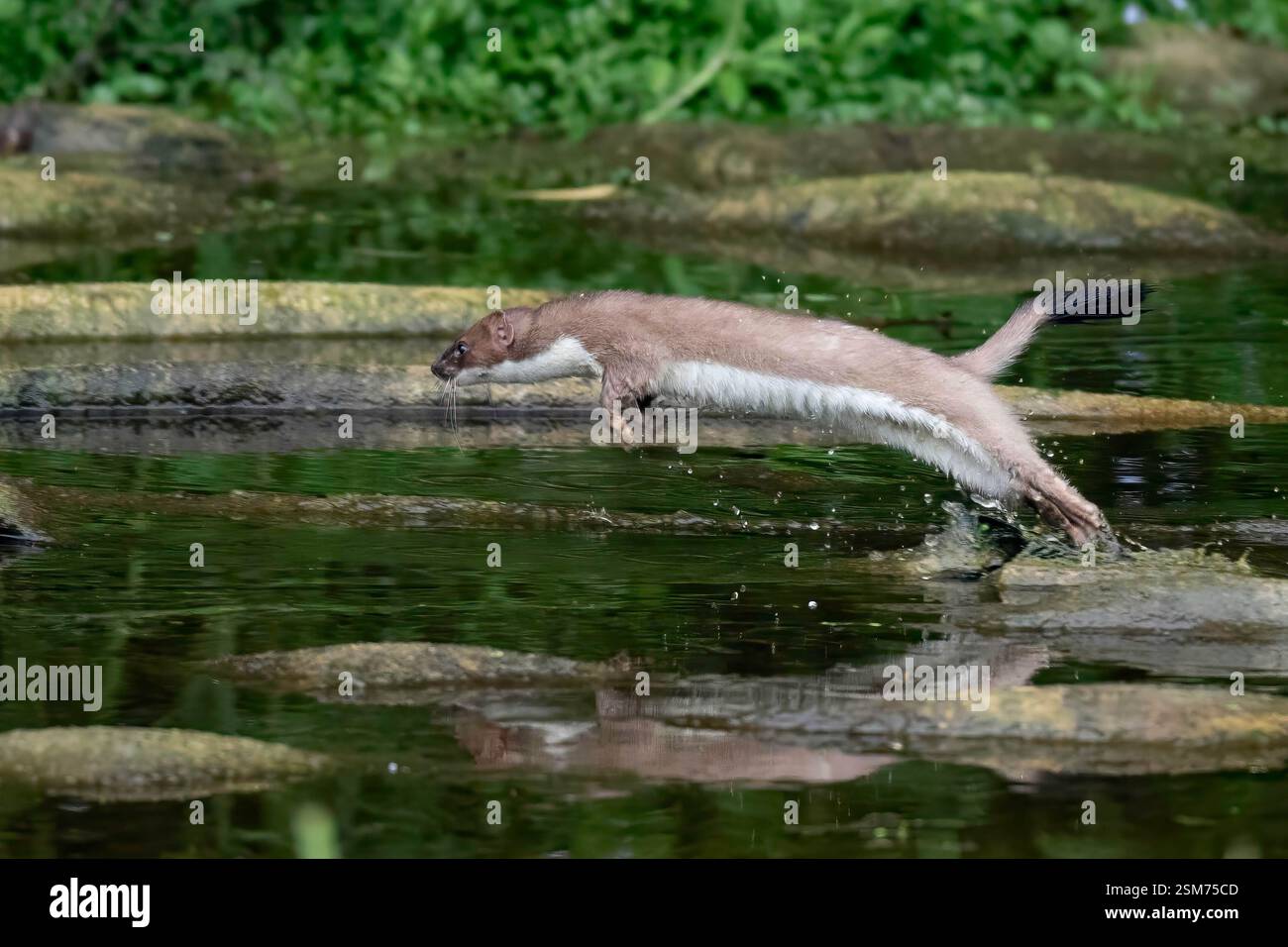 A stoat hunting at a watercress beds site in Herts Stock Photo - Alamy