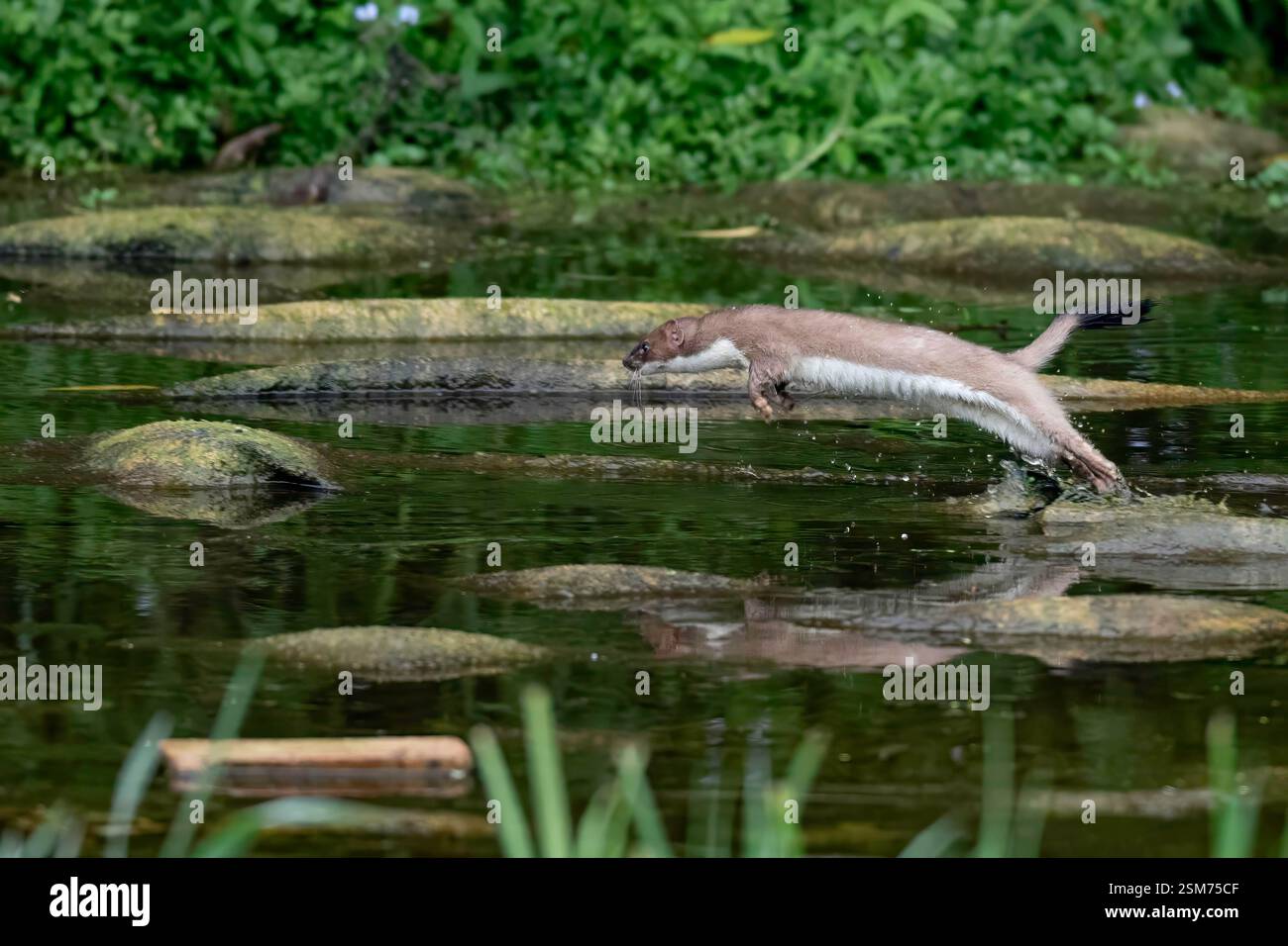 A stoat hunting at a watercress beds site in Herts Stock Photo - Alamy