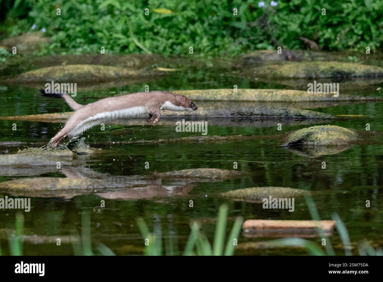 A stoat hunting at a watercress beds site in Herts Stock Photo - Alamy