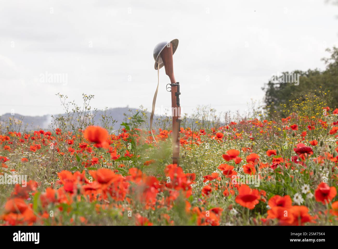 battle cross in a poppy field Stock Photo - Alamy