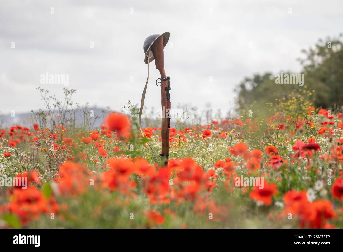 battle cross in a poppy field Stock Photo - Alamy