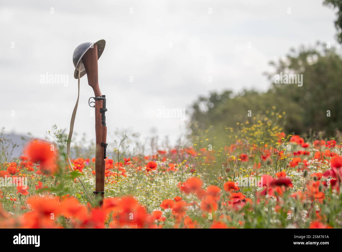 battle cross in a poppy field Stock Photo - Alamy