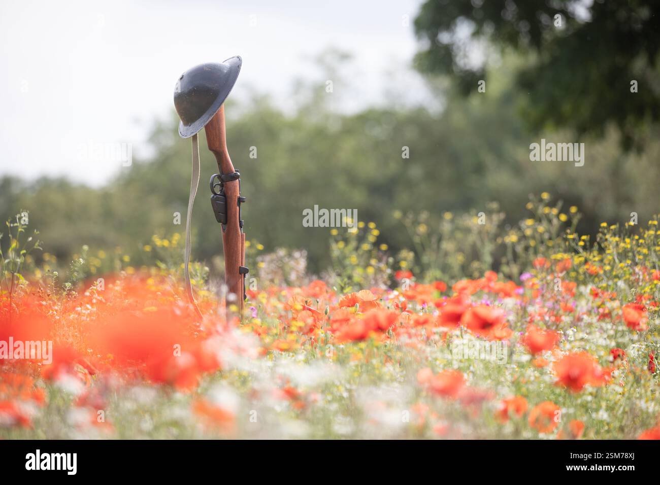 battle cross in a poppy field Stock Photo - Alamy