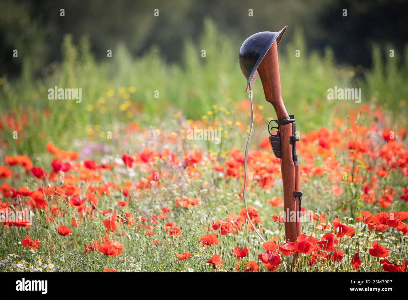 battle cross in a poppy field Stock Photo - Alamy