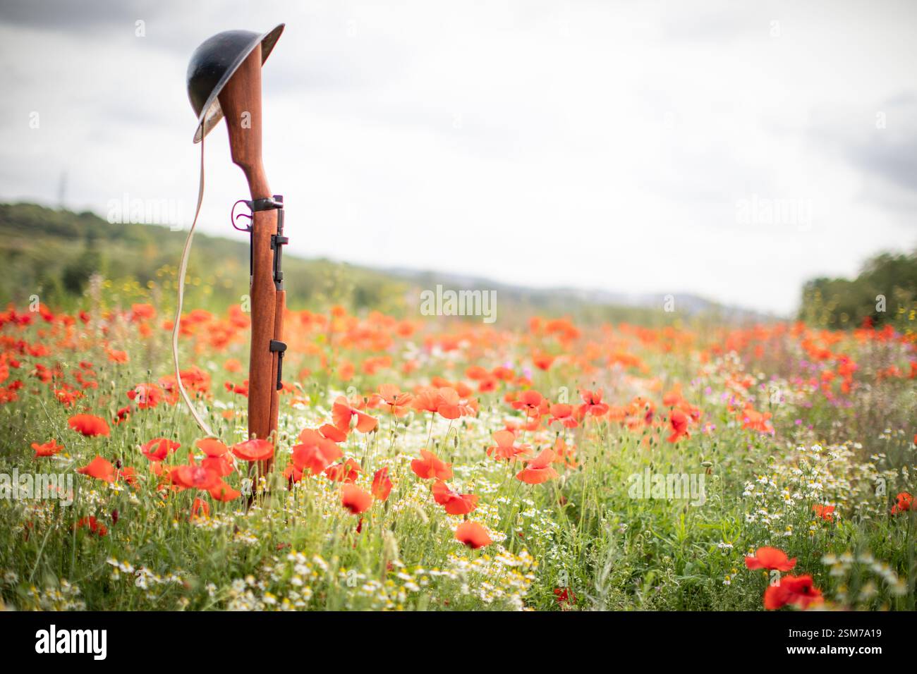 battle cross in a poppy field Stock Photo - Alamy