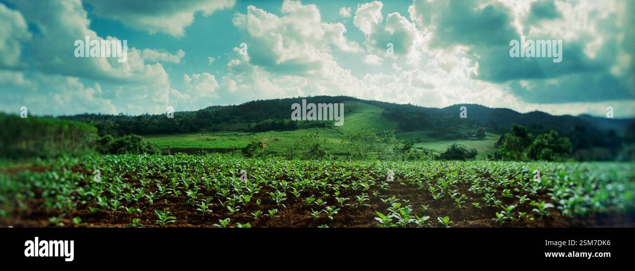 Vinales cultivated fields in the valley hi-res stock photography and ...