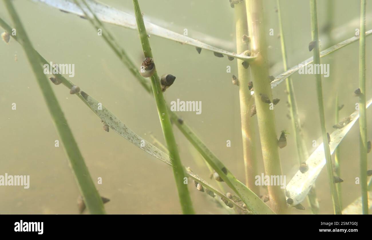 Underwater photo of mudsnails on water plants in the salt marshes of St ...