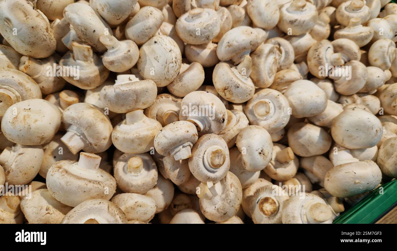 Sale of champignons in a supermarket. Champignons in plastic boxes, close-up. Mushrooms in a ...