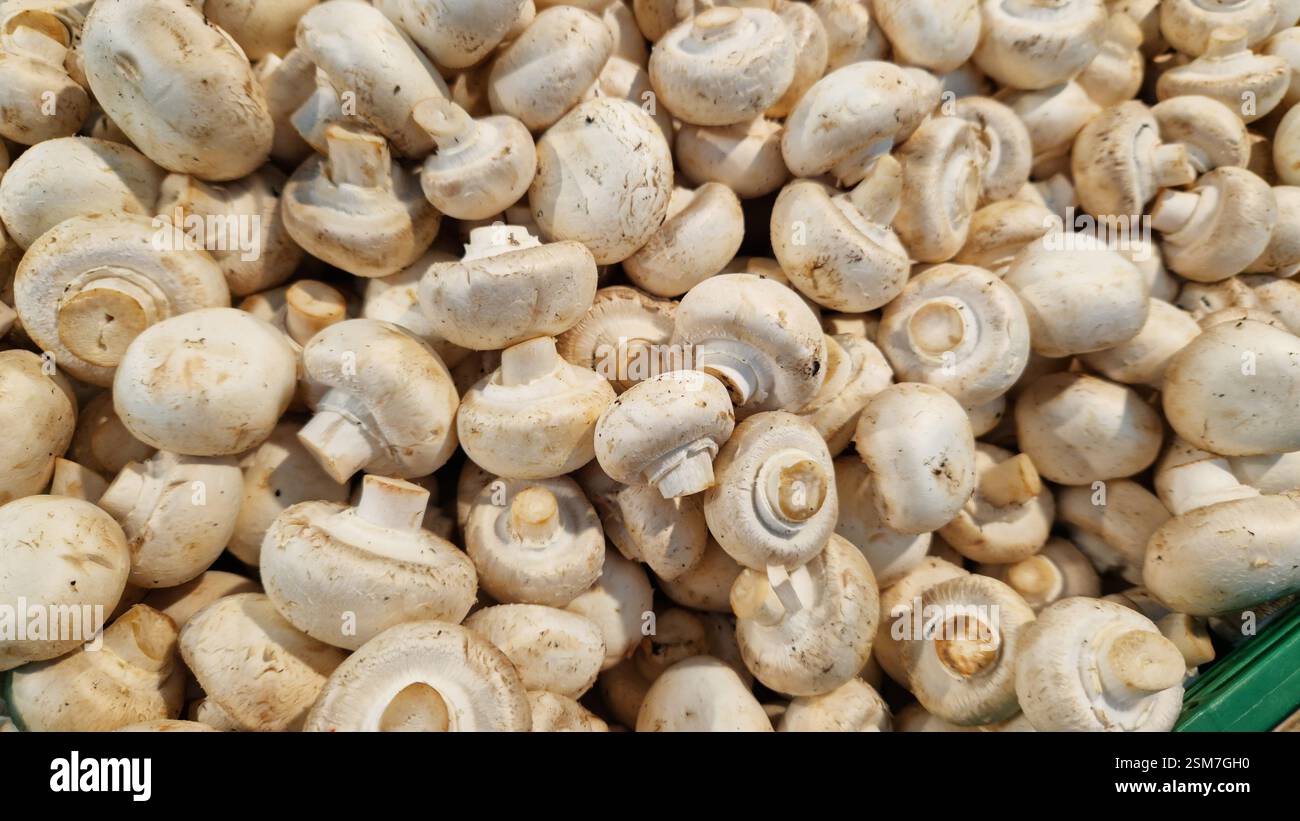 Sale of champignons in a supermarket. Champignons in plastic boxes ...