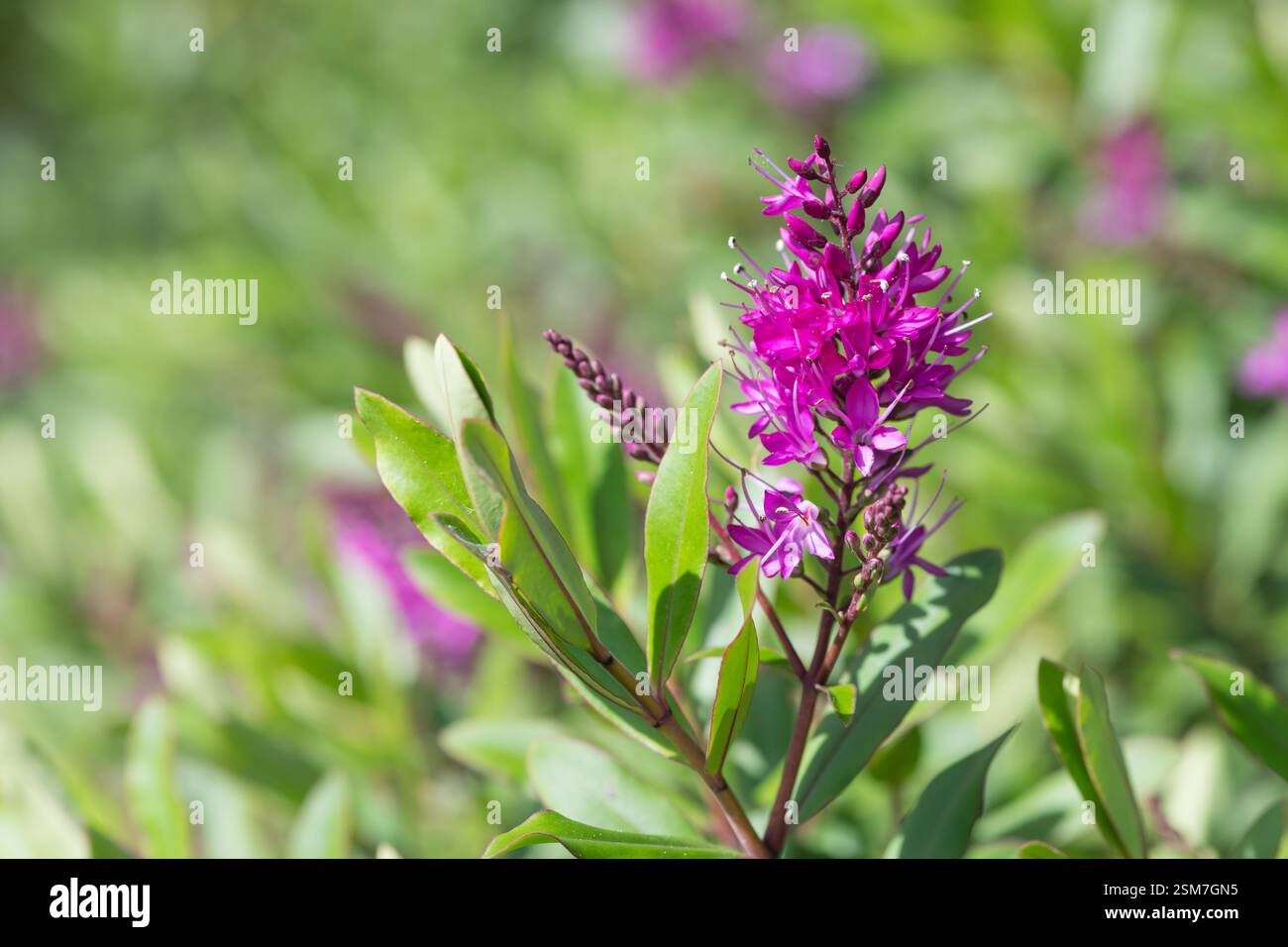 Hebe plant shrub pink hi-res stock photography and images - Alamy