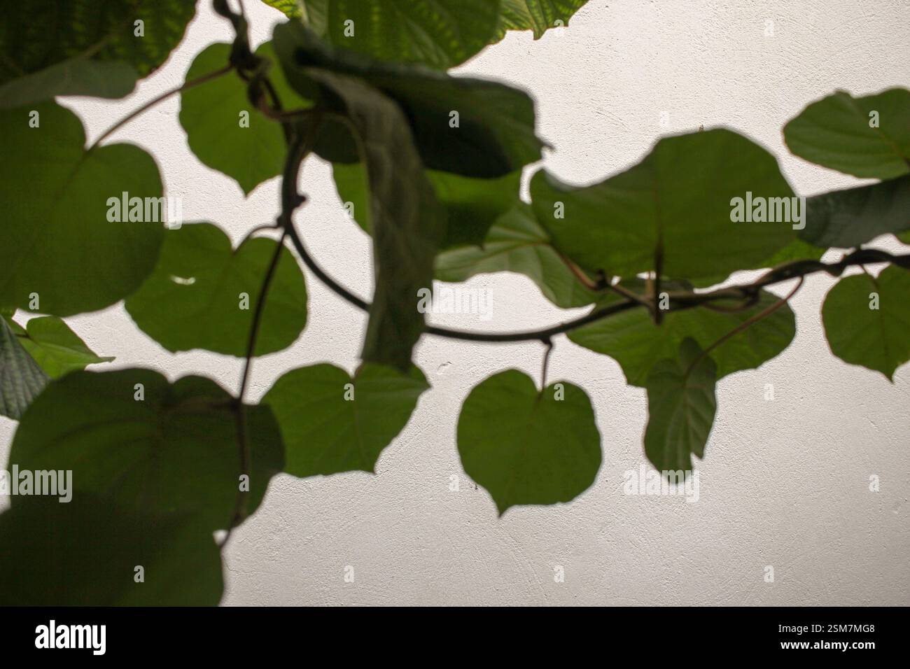 kiwi tree leaves in winter moving with a breeze Stock Photo - Alamy
