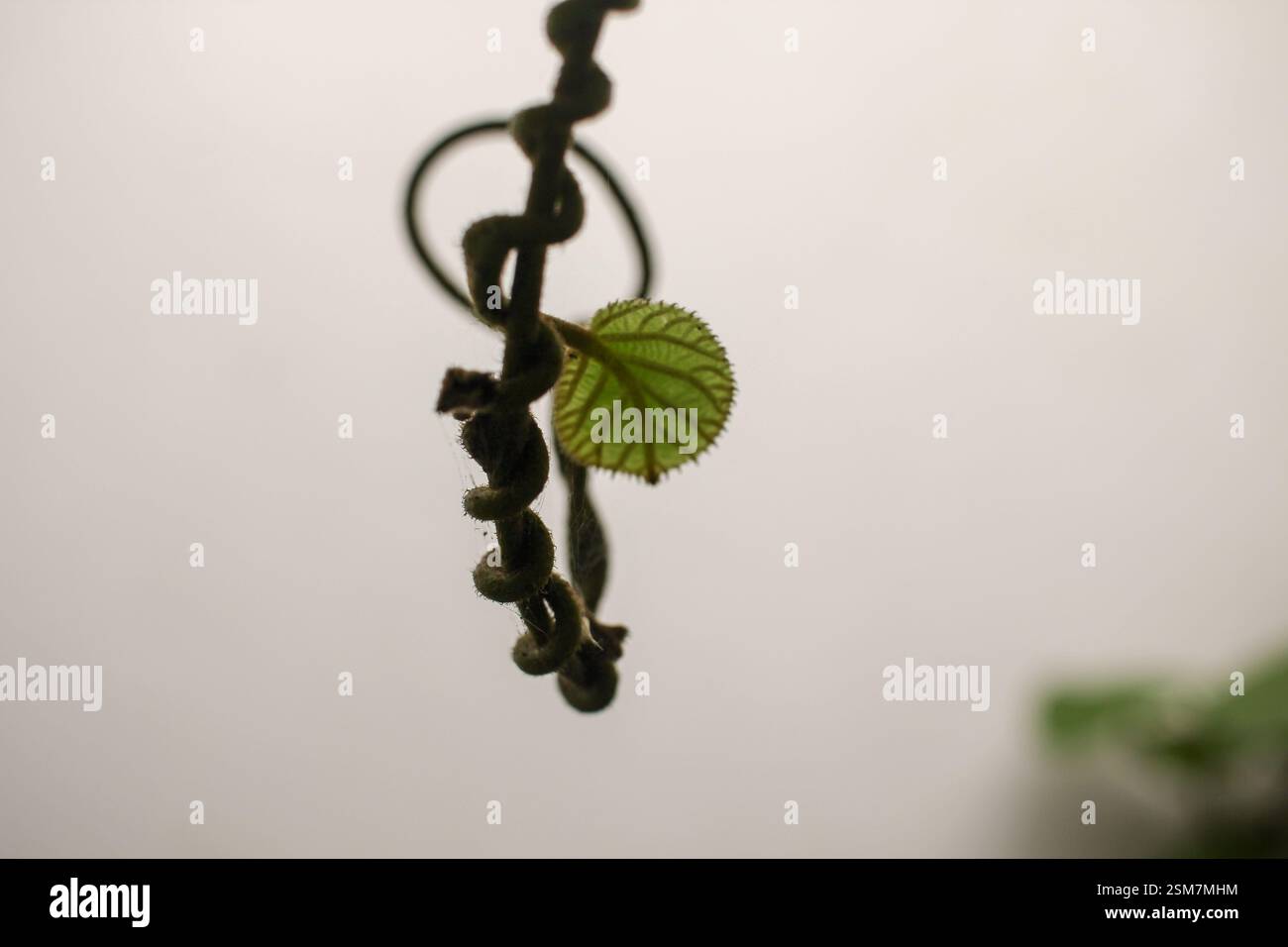 a single and tiny kiwi tree leave Stock Photo - Alamy