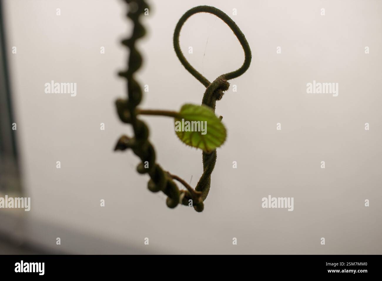 the peculiar form of a kiwi tree branch against a white wall Stock ...